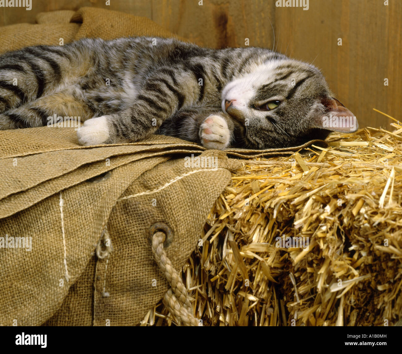 Nap sack hi-res stock photography and images - Alamy