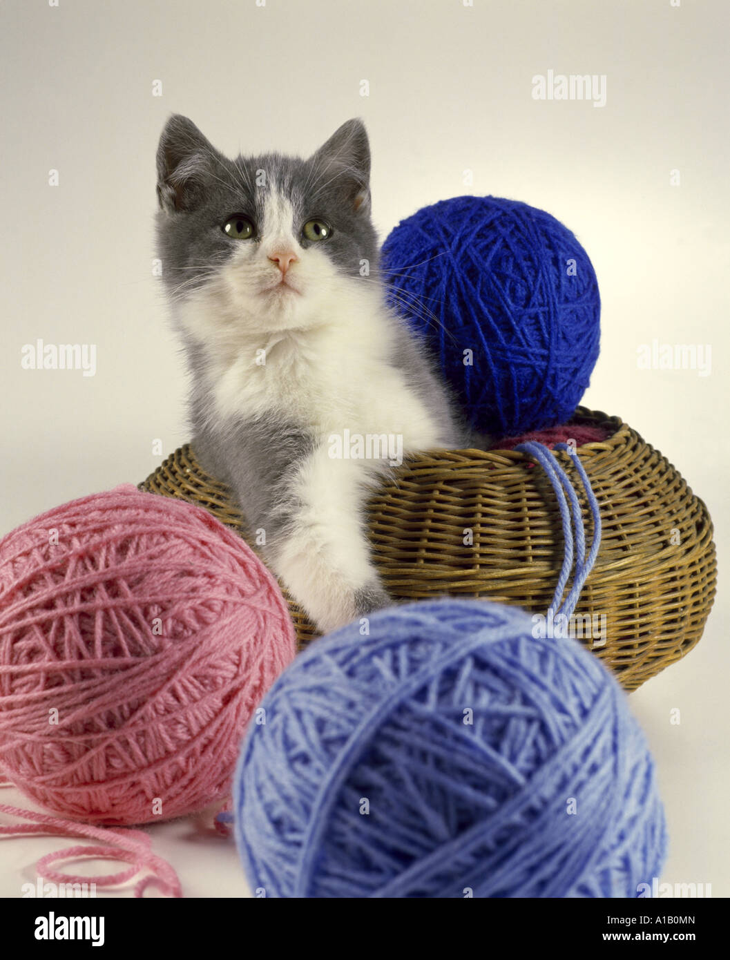 MIXED BREED KITTEN Stock Photo - Alamy