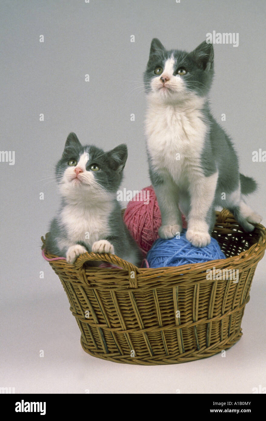 Mixed breed characteristics hi-res stock photography and images - Alamy