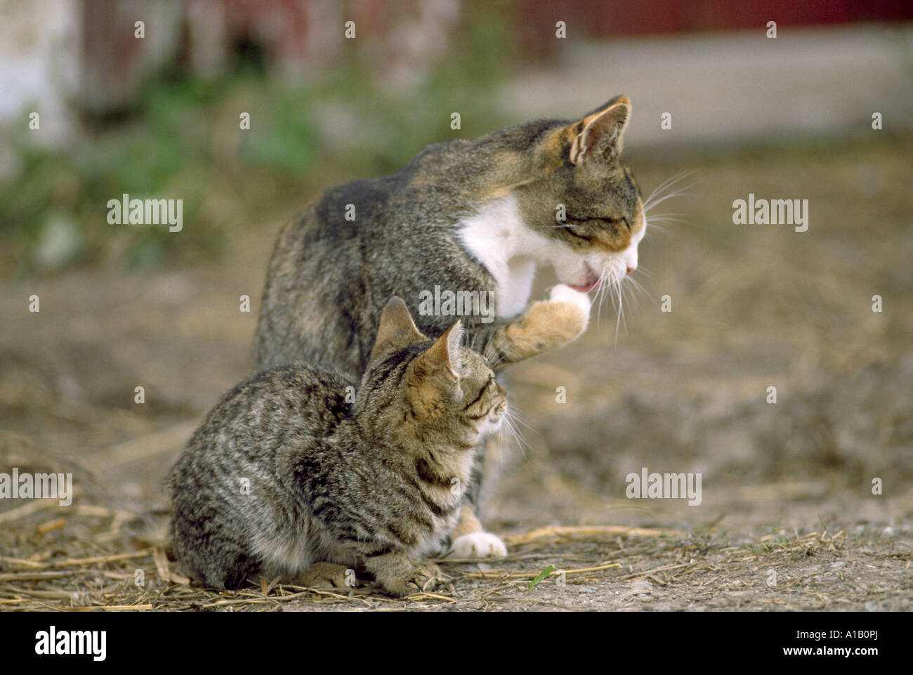 Black cat barn hay hi-res stock photography and images - Alamy