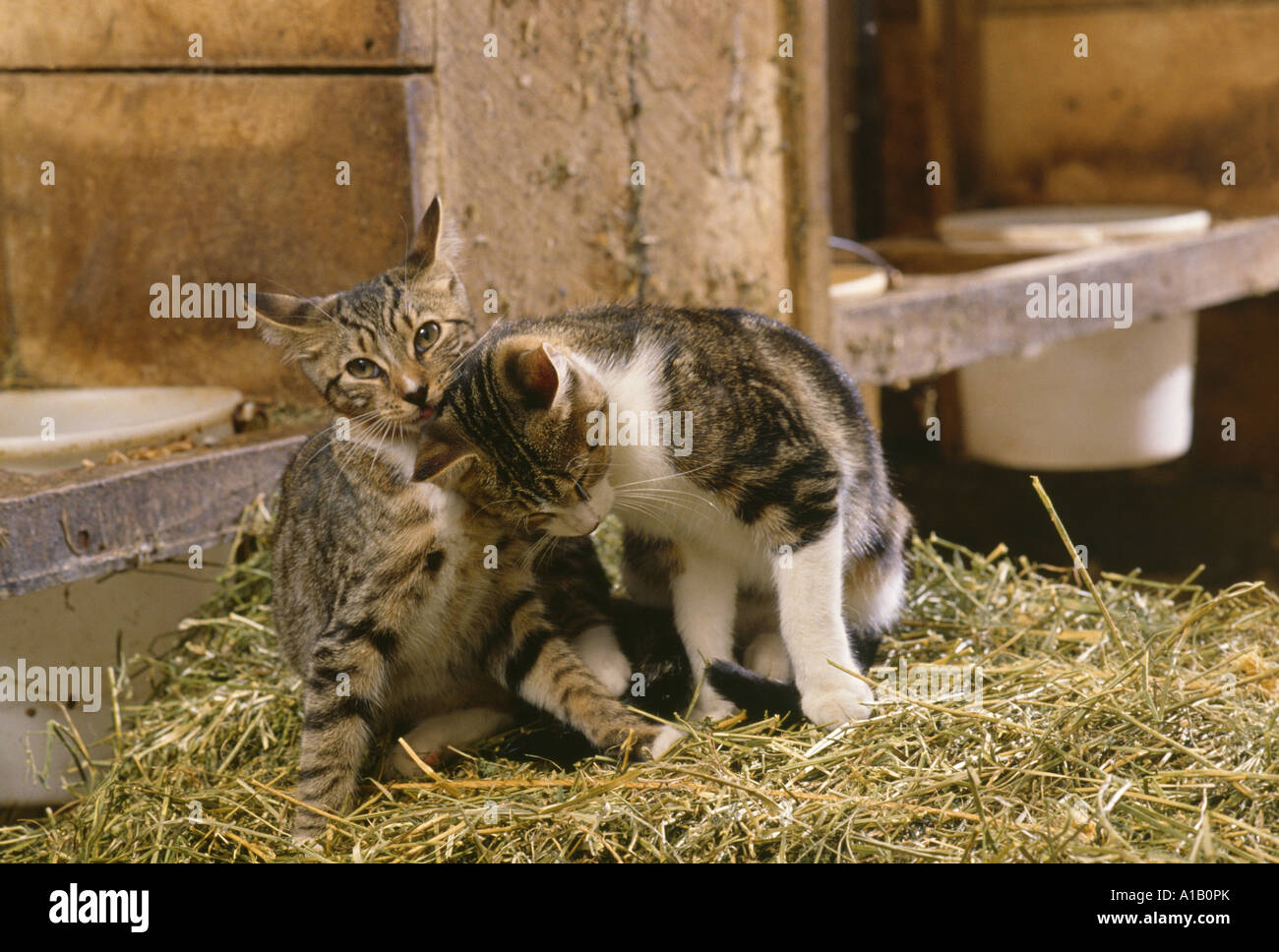 BARN CATS WASHING EACH OTHER / PENNSYLVANIA Stock Photo - Alamy
