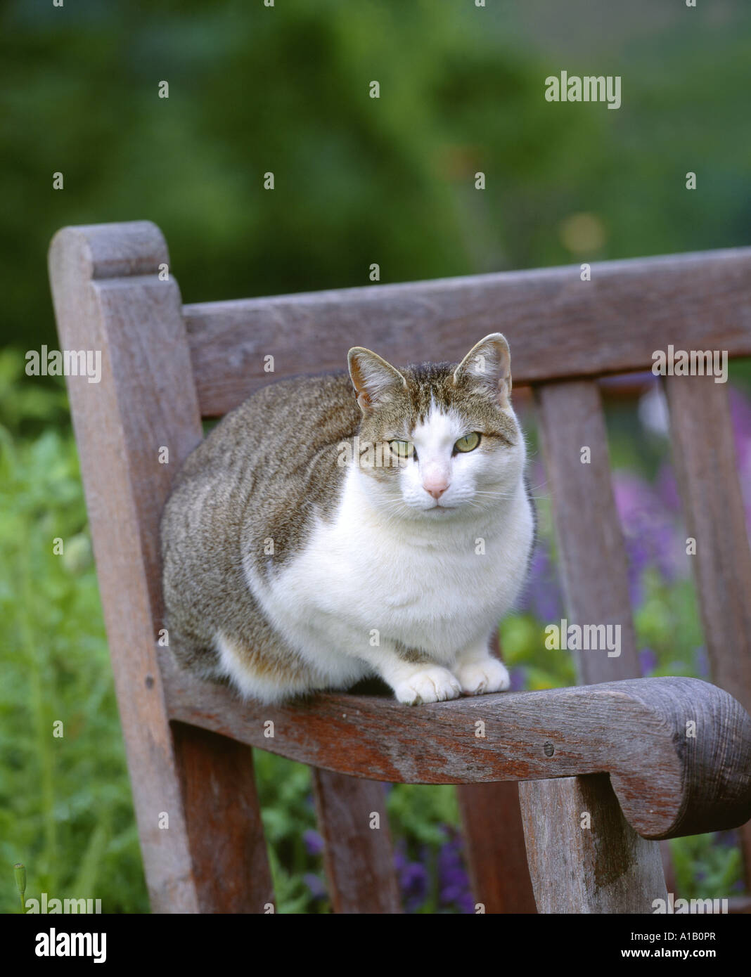 Bench garden animal hi-res stock photography and images - Alamy