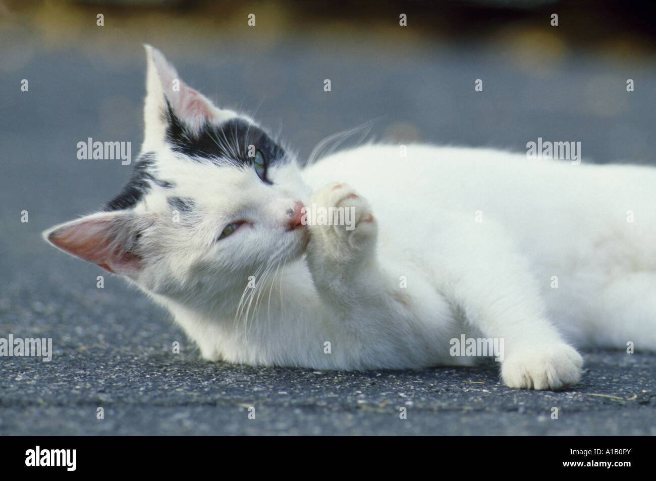 FARM CAT GROOMING Stock Photo - Alamy