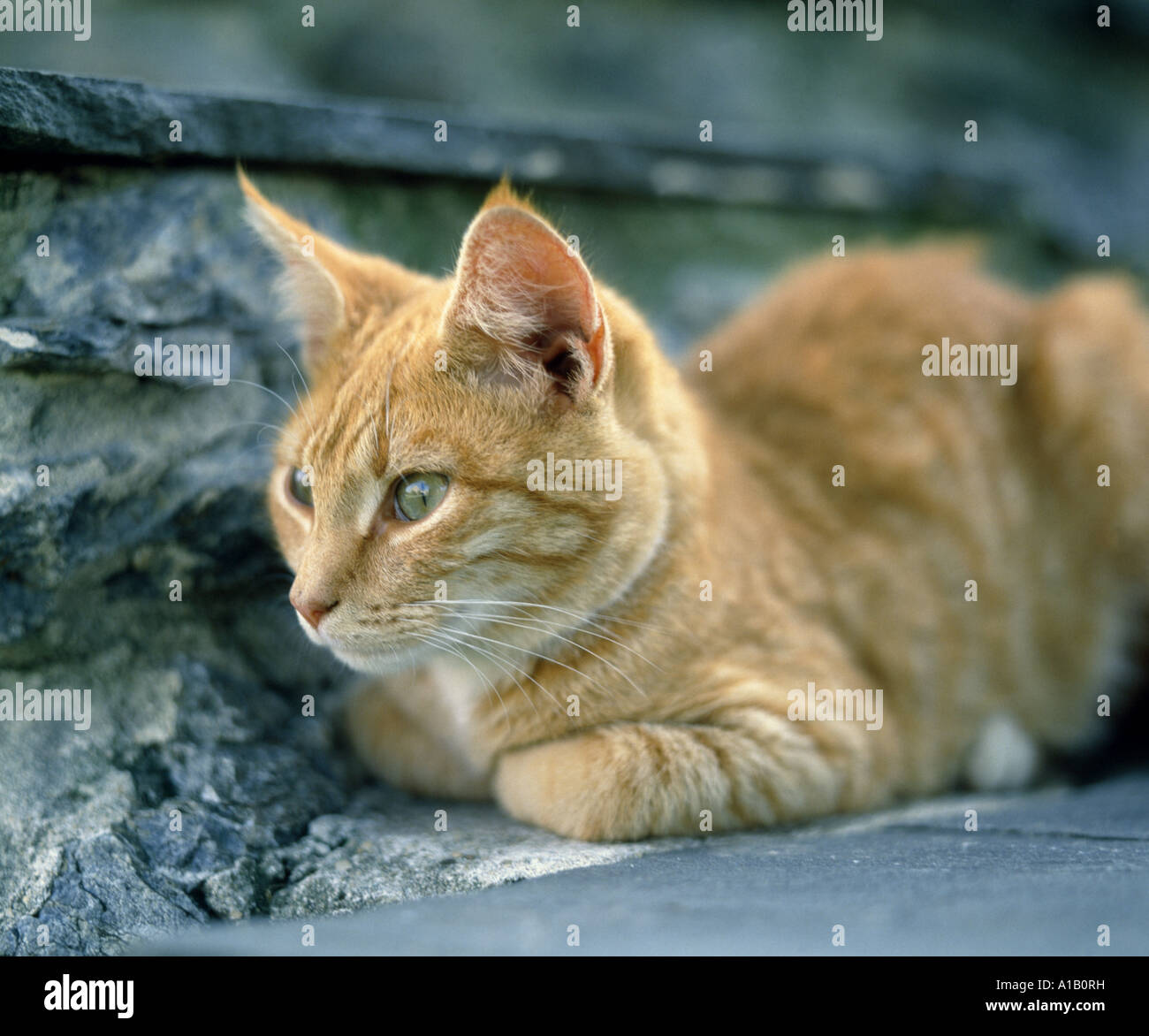 ORANGE TIGER-STRIPED FARM CAT Stock Photo - Alamy
