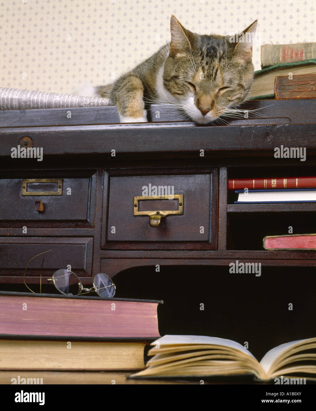 CAT ON DESK / STUDIO Stock Photo - Alamy