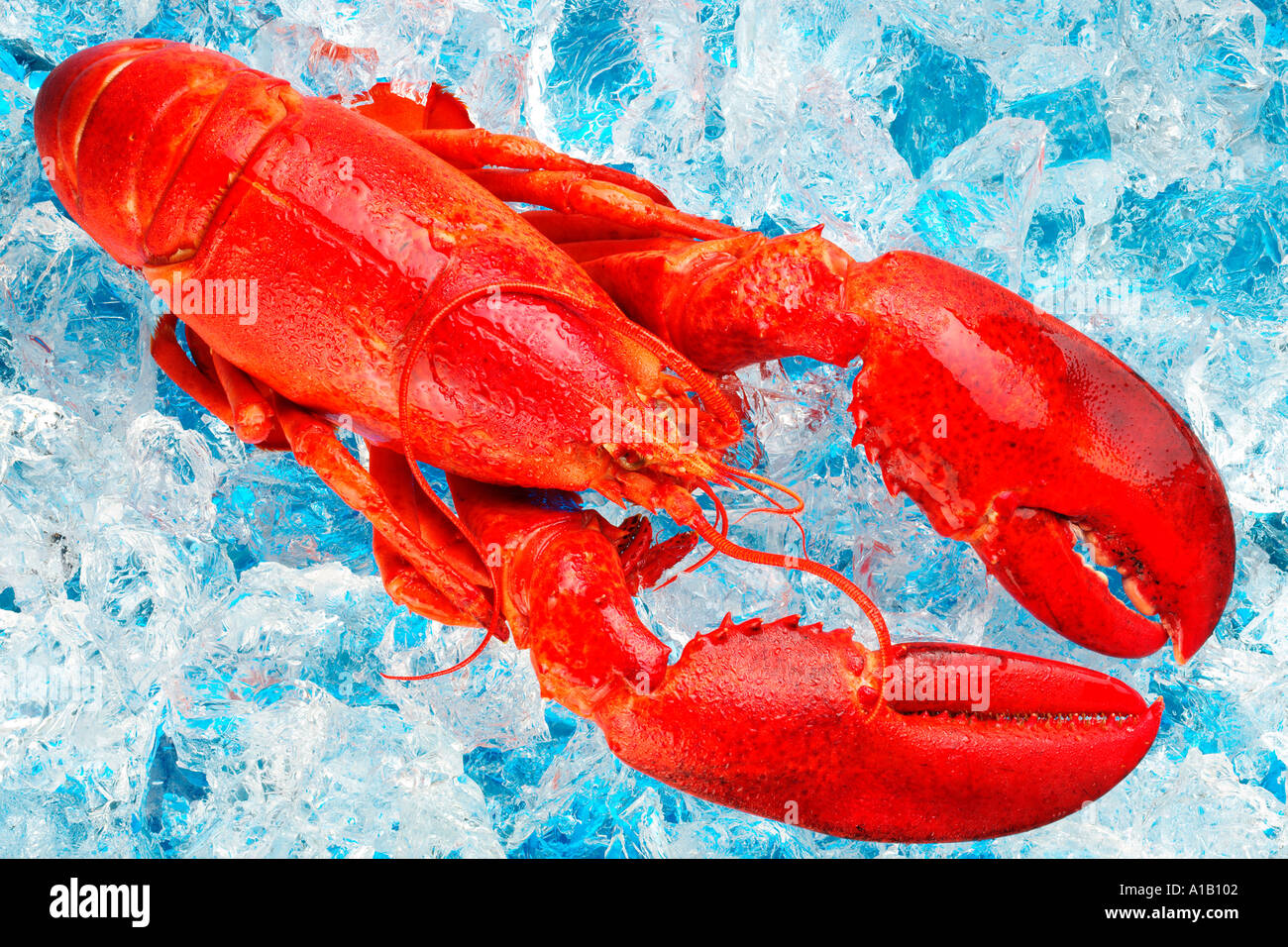 Lobster graphic hi-res stock photography and images - Alamy