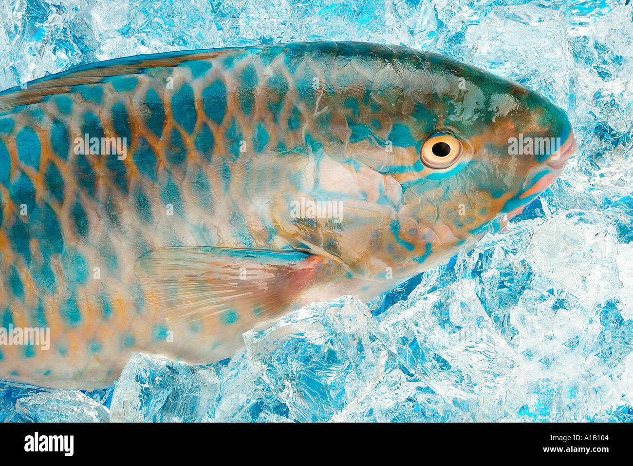 PARROT FISH ON ICE Stock Photo - Alamy
