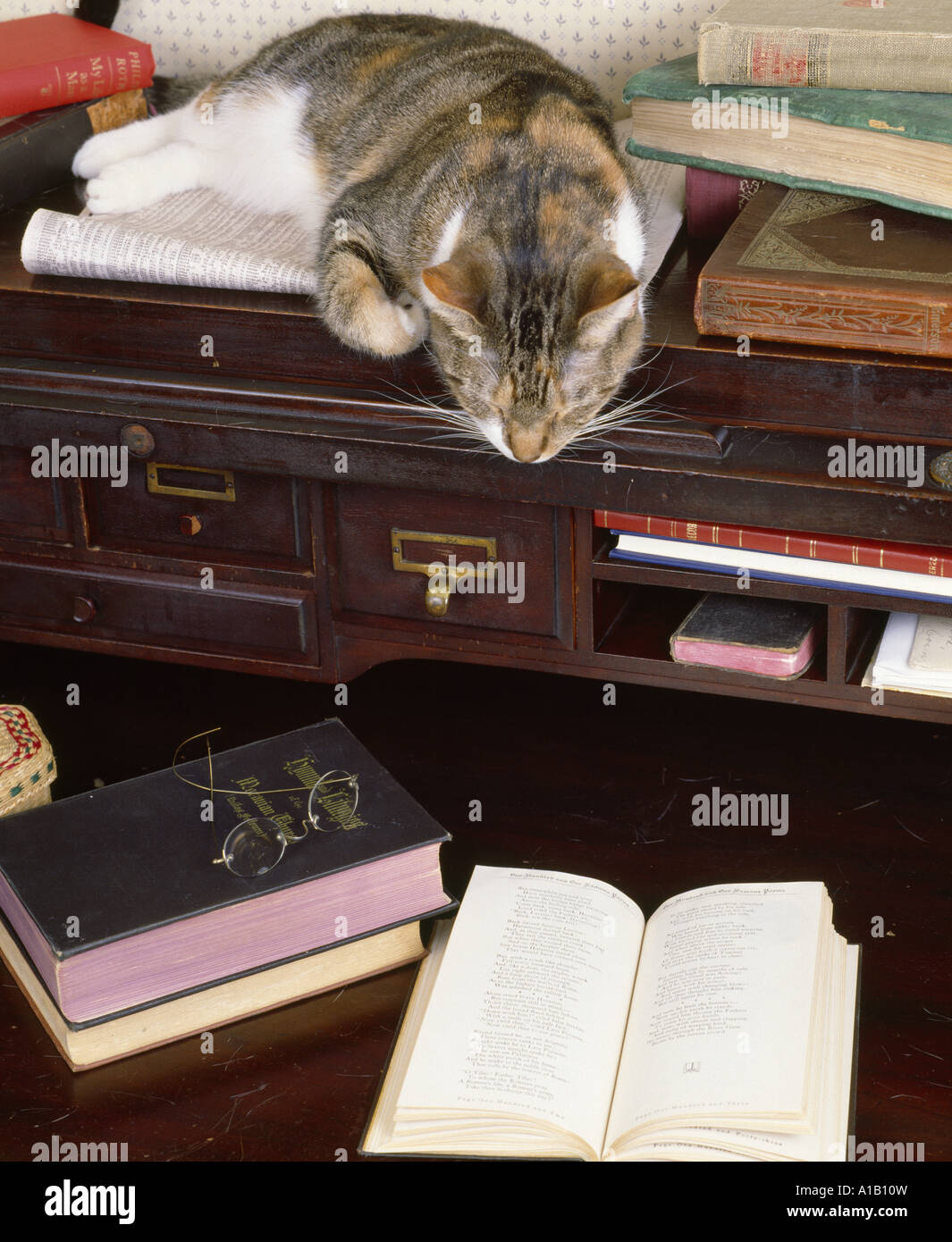 CAT ON DESK / STUDIO Stock Photo - Alamy