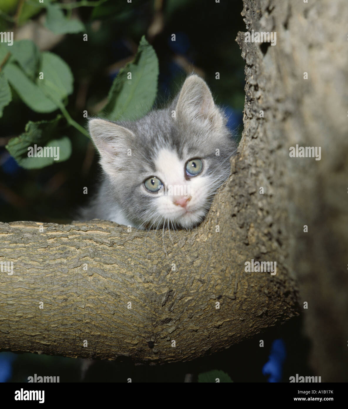 Cat stuck up tree hi-res stock photography and images - Alamy