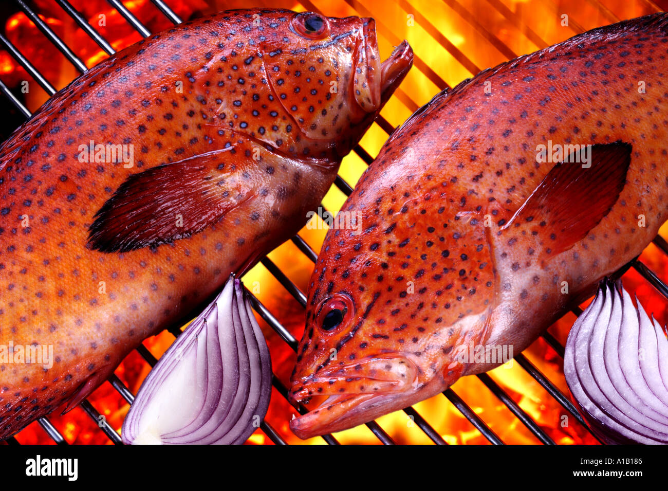 Gupa fish hi-res stock photography and images - Alamy