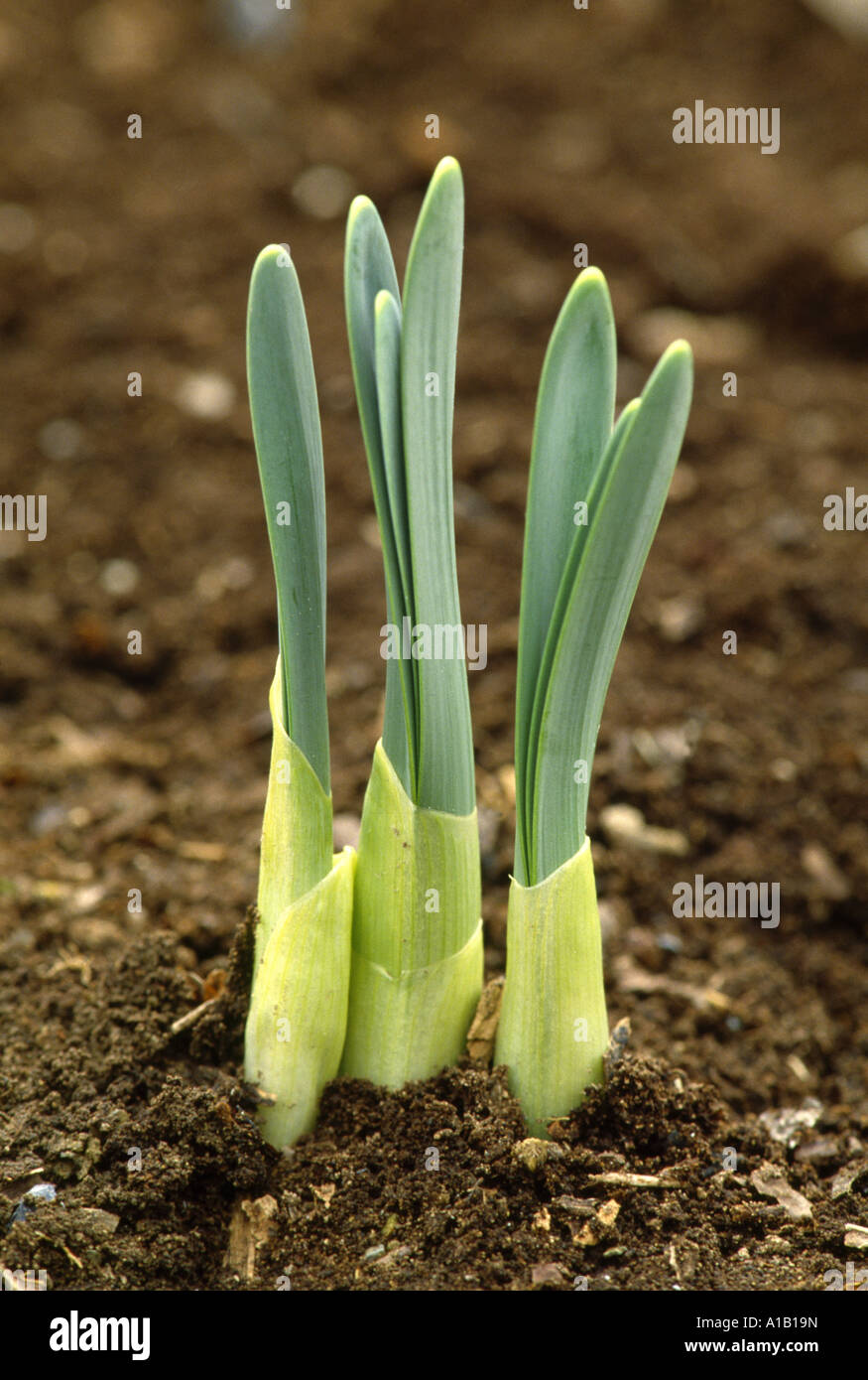 COMMON DAFFODIL SPROUTS NARCISSUS PSEUDA NARCISSUS PENNSYLVANIA Stock ...
