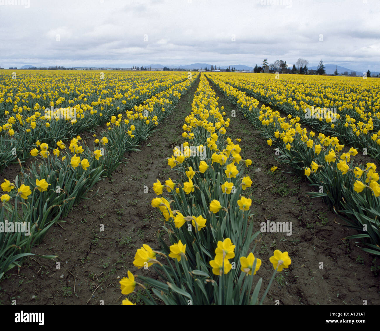 FIELDS OF DAFFODILS NARCISSUS SP WASHINGTON Stock Photo - Alamy