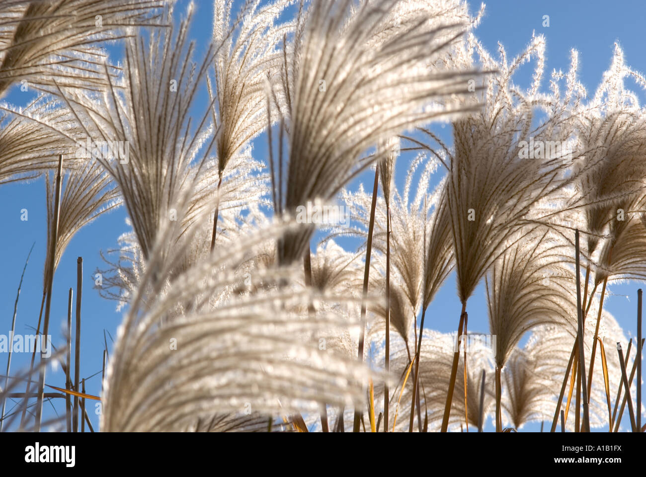 a close up of tall reeds backlit by strong sunlight Stock Photo - Alamy