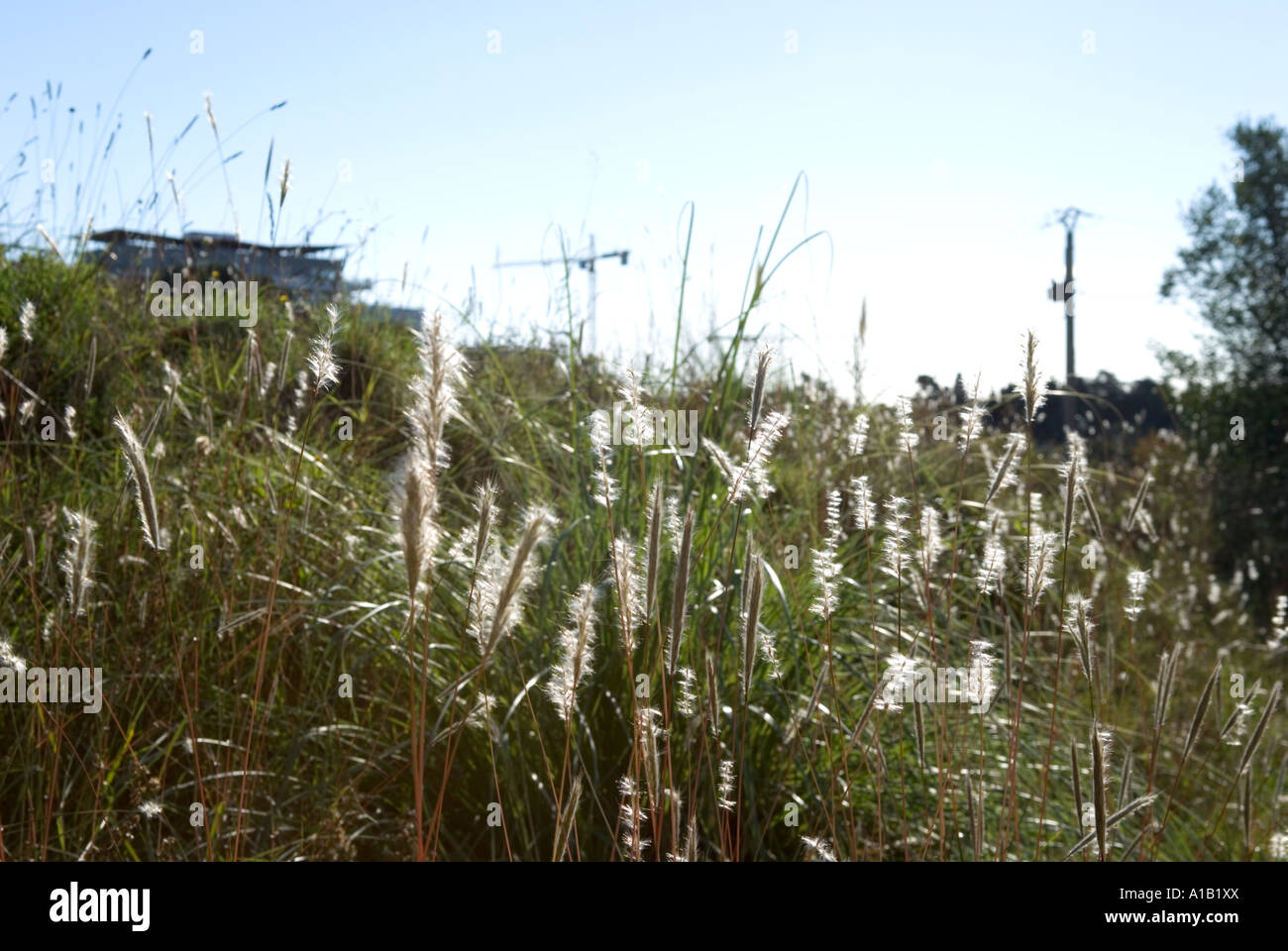 ground level view and close up of tall reeds backlit by strong sunlight ...