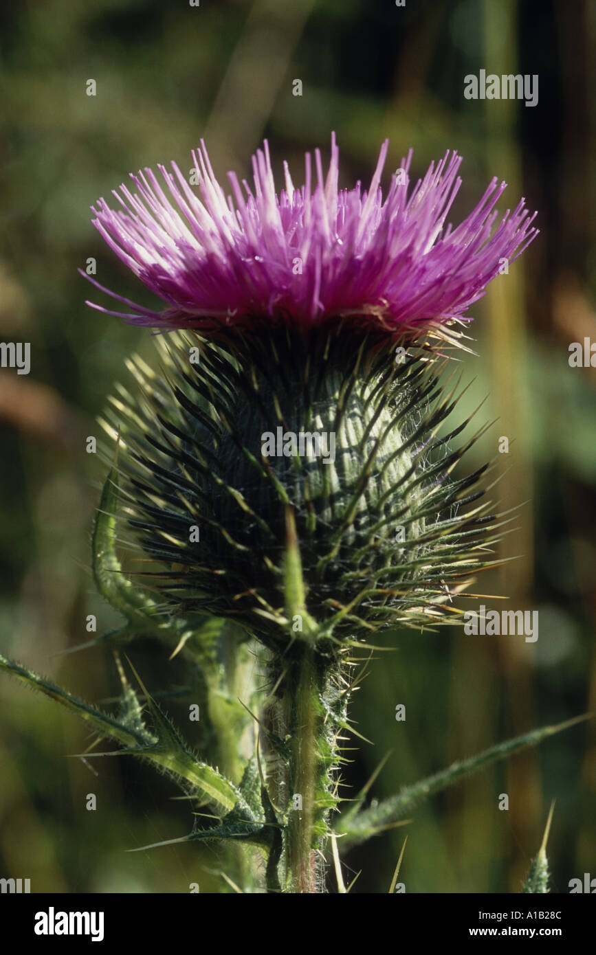 Cirum hi-res stock photography and images - Alamy