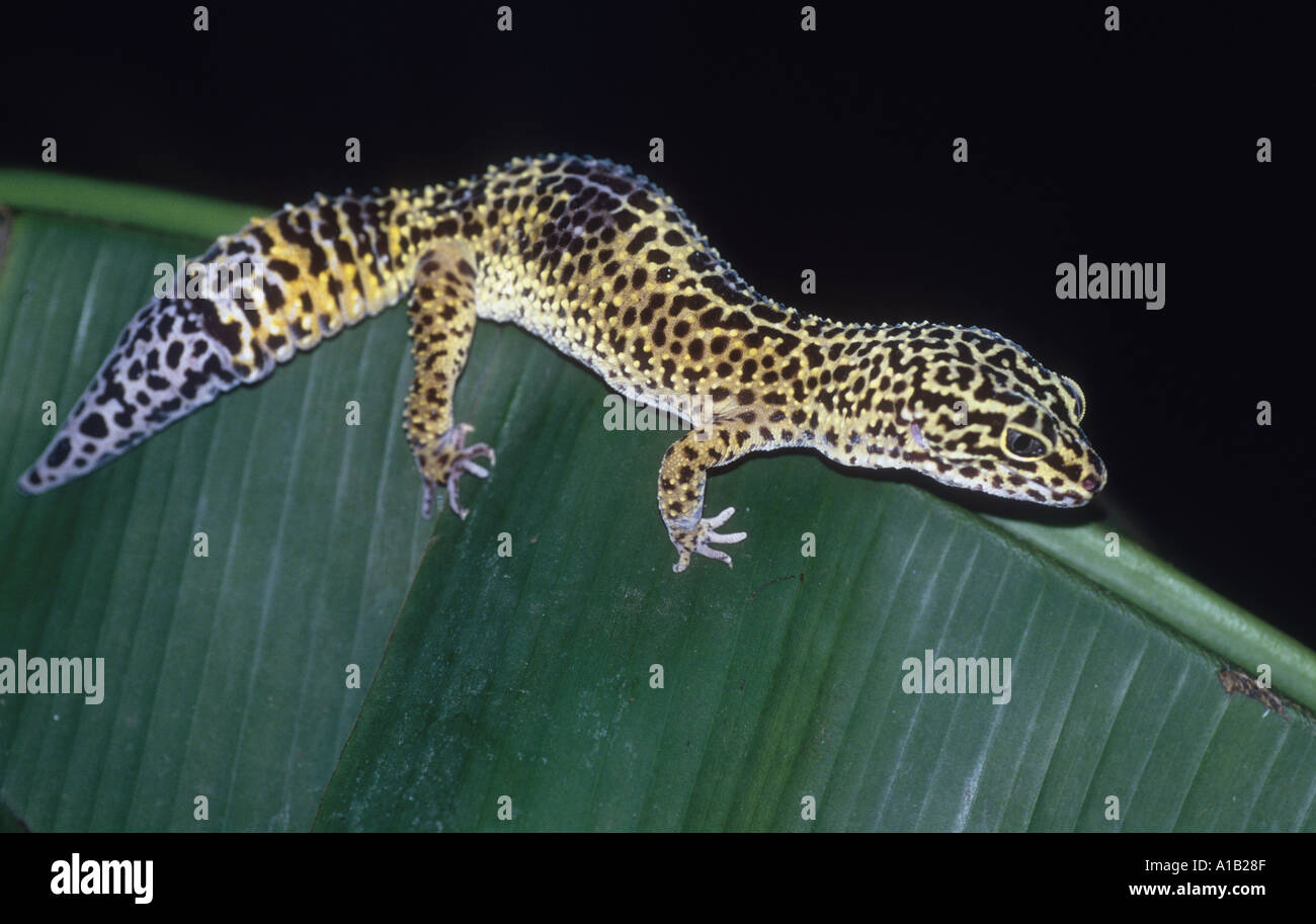 Tiger gecko hi-res stock photography and images - Alamy