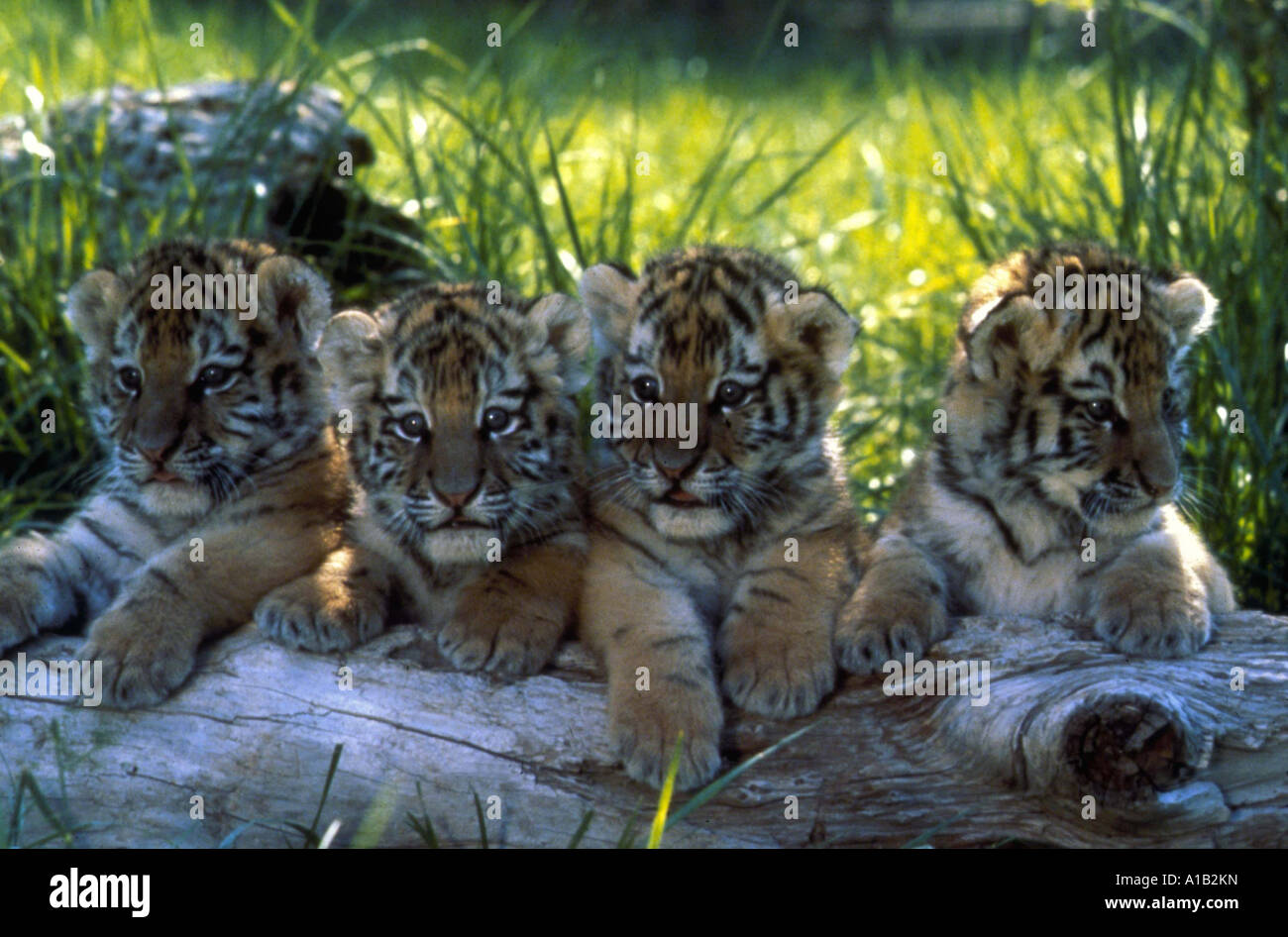 Roar Year 1981 Director Noël Marshall Stock Photo - Alamy