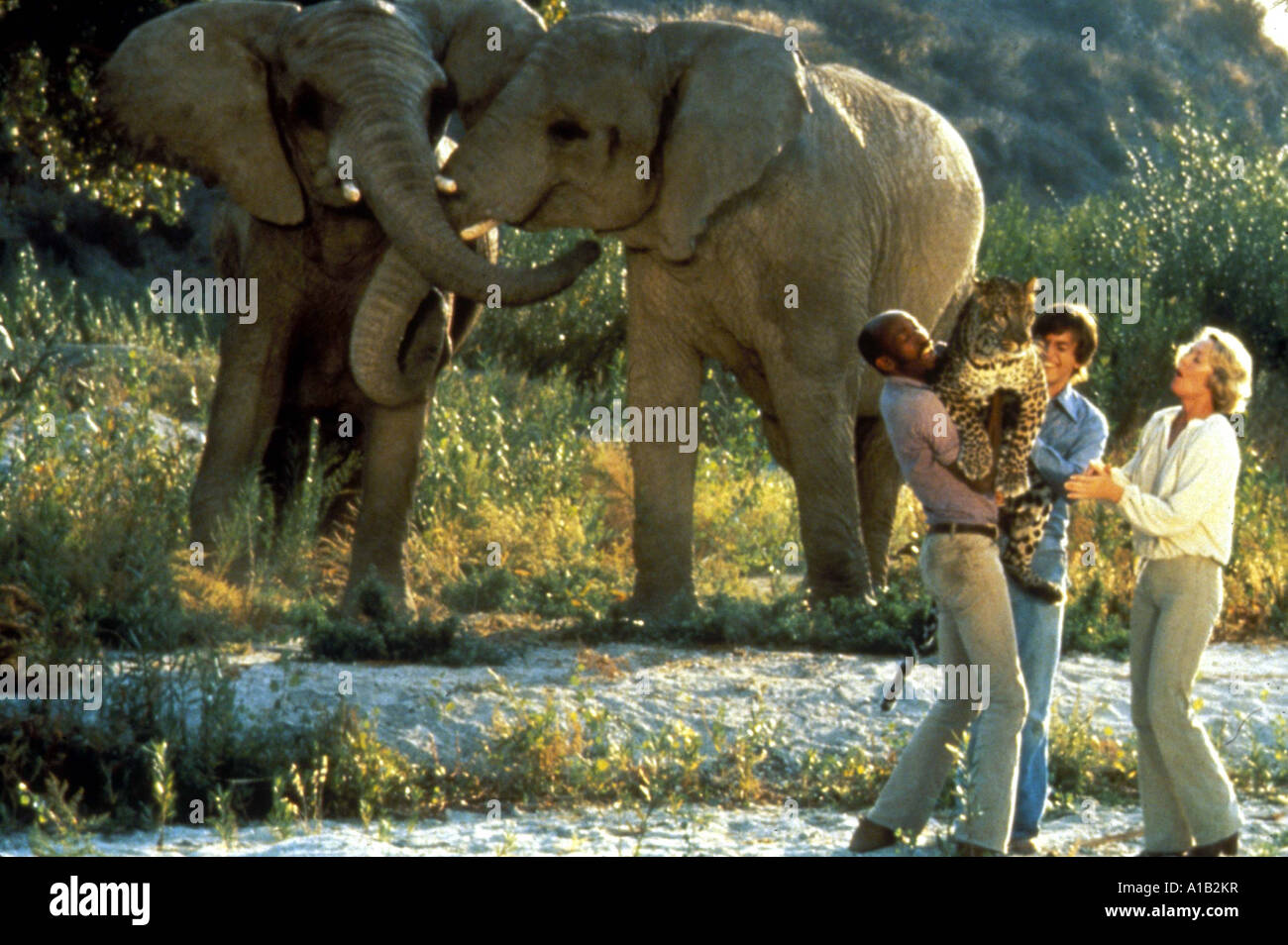 Roar 1981 noel marshall hi-res stock photography and images - Alamy