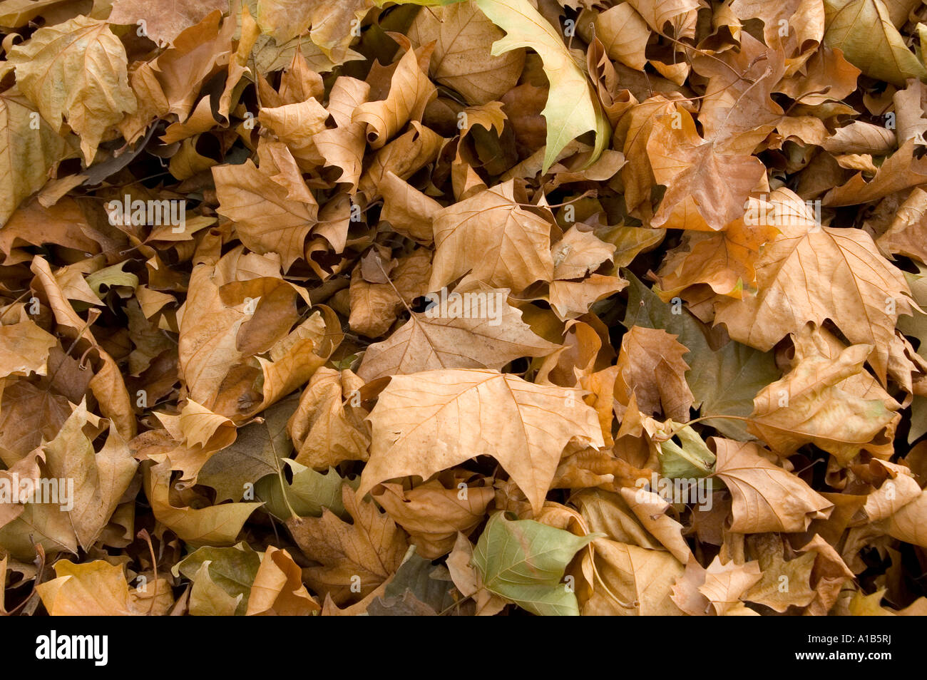 Dry maple leaves Stock Photo - Alamy