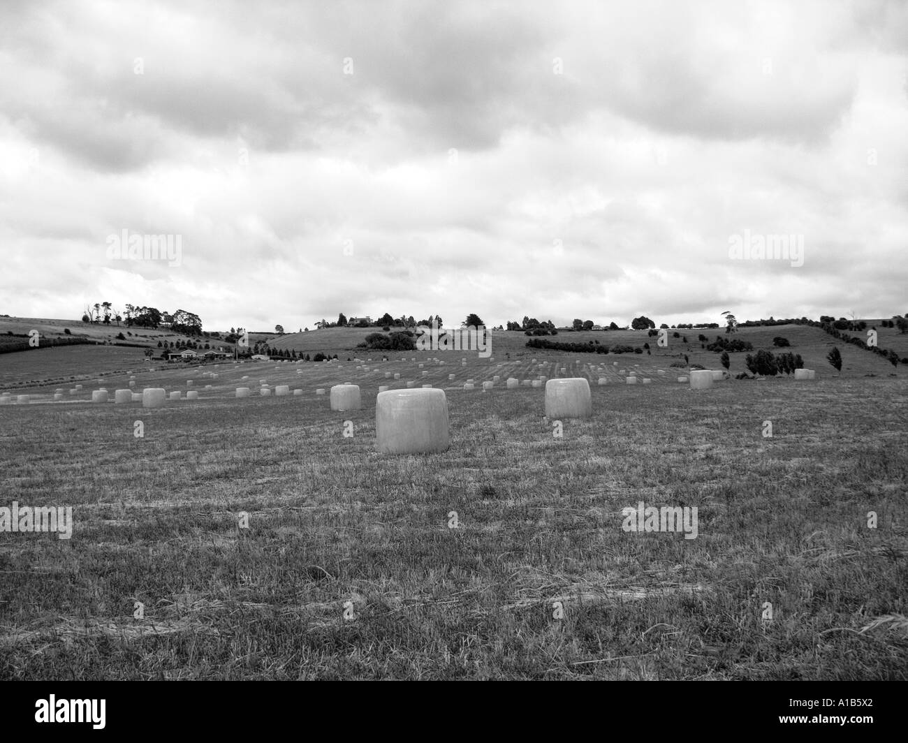 Bales straw bale field harvest Black and White Stock Photos & Images ...
