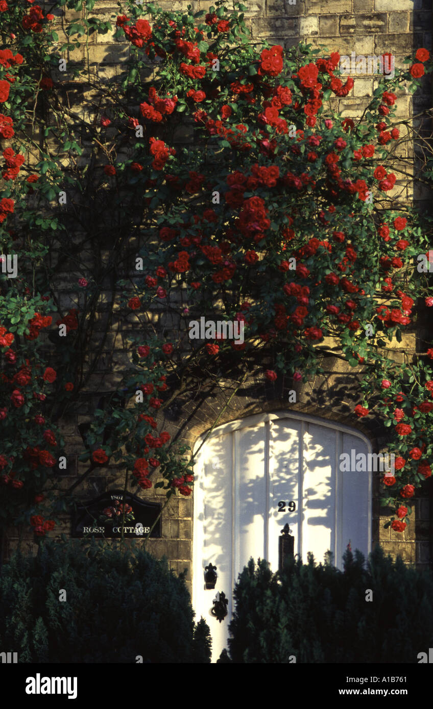 Climbing red rose hi-res stock photography and images - Alamy