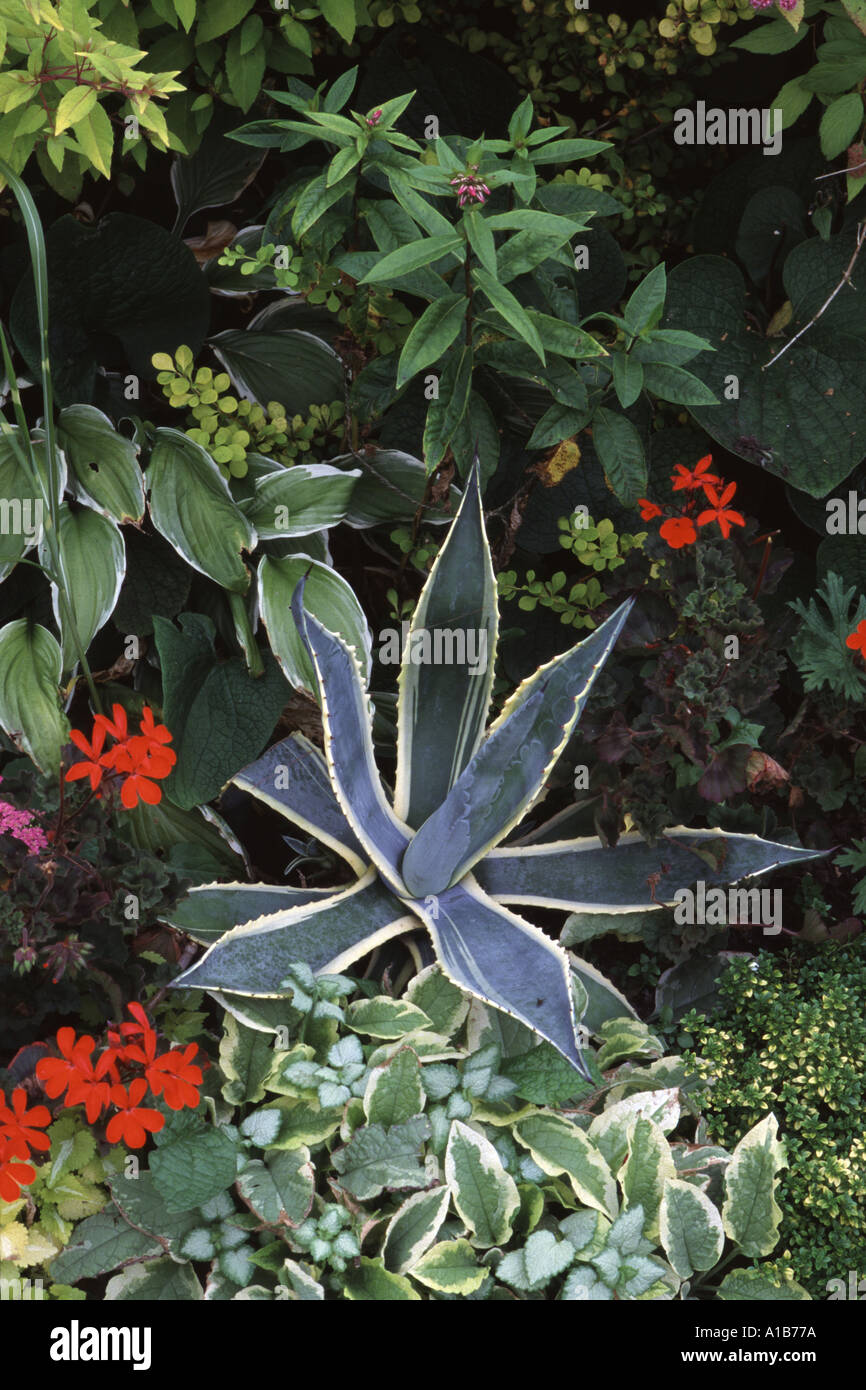 Agave in border Stock Photo - Alamy