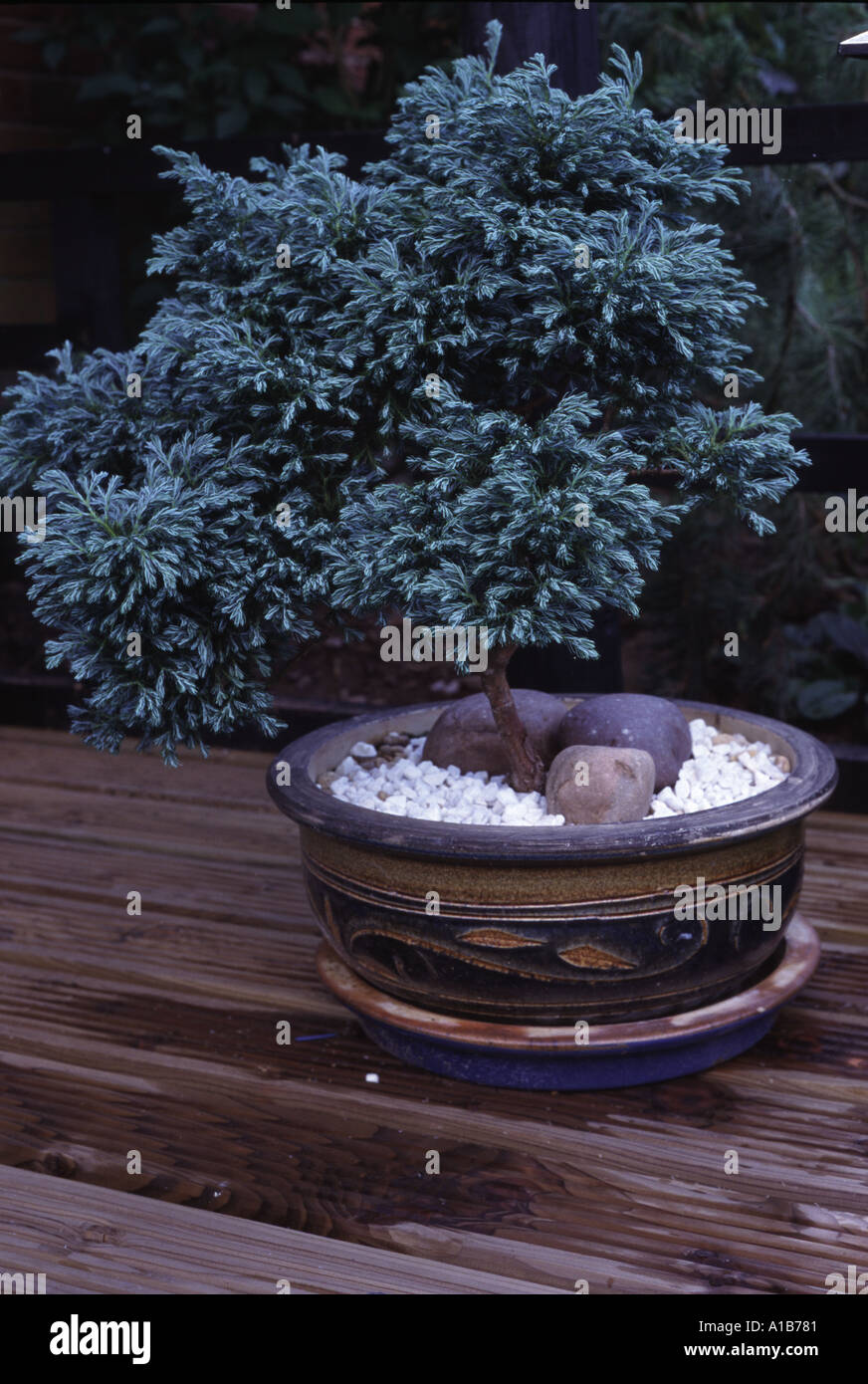 Small conifer tree in pot Stock Photo - Alamy