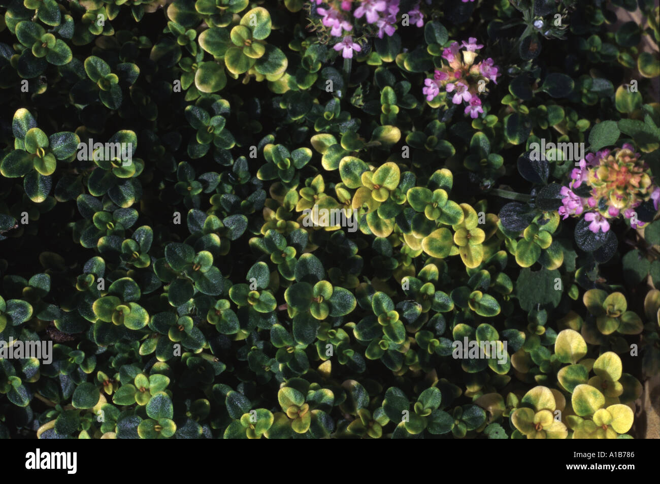 Thymus Doone Valley Thyme Doone Valley Herb Stock Photo - Alamy