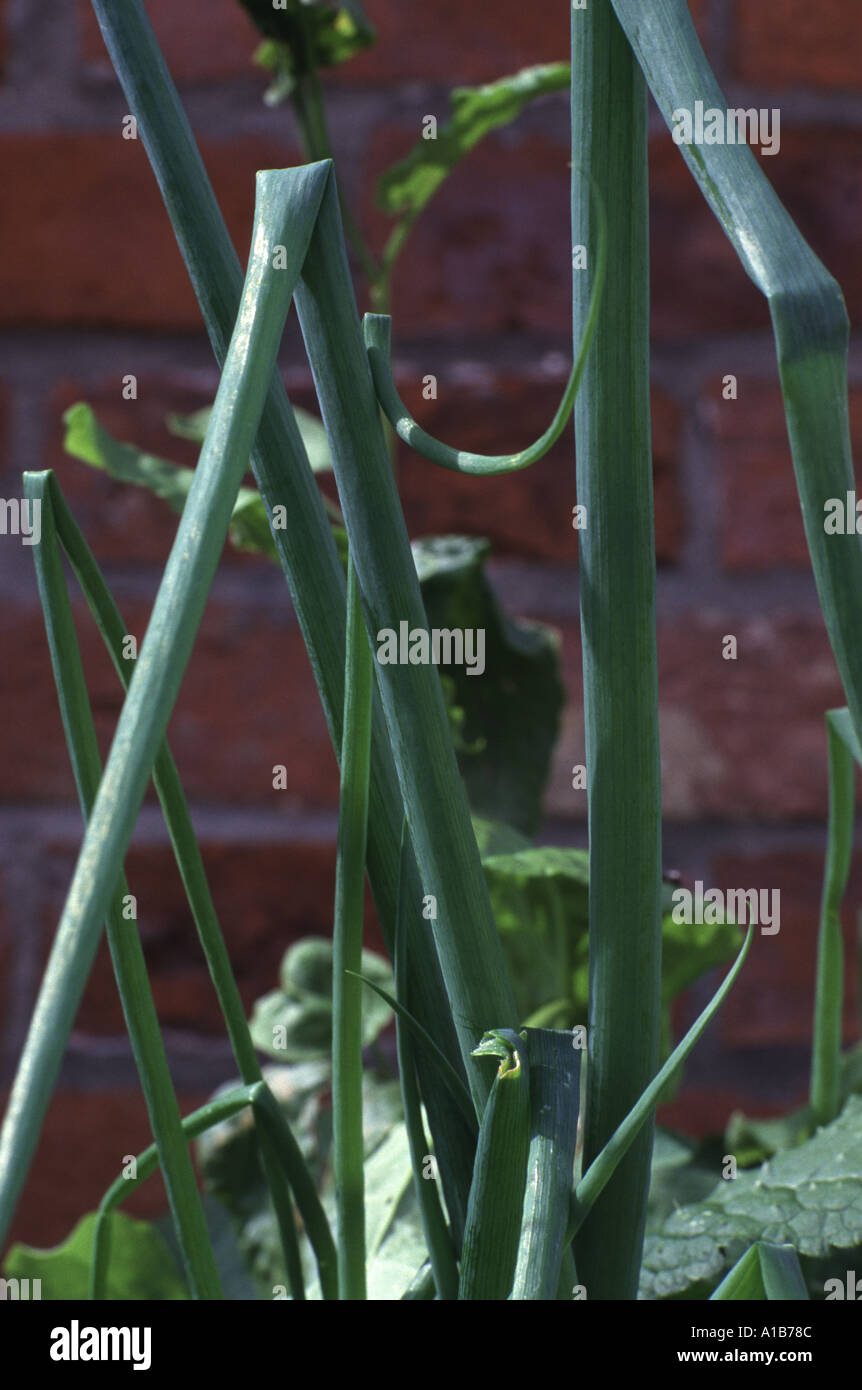 Allium Fistulosum Welsh Onions Herb Stock Photo - Alamy