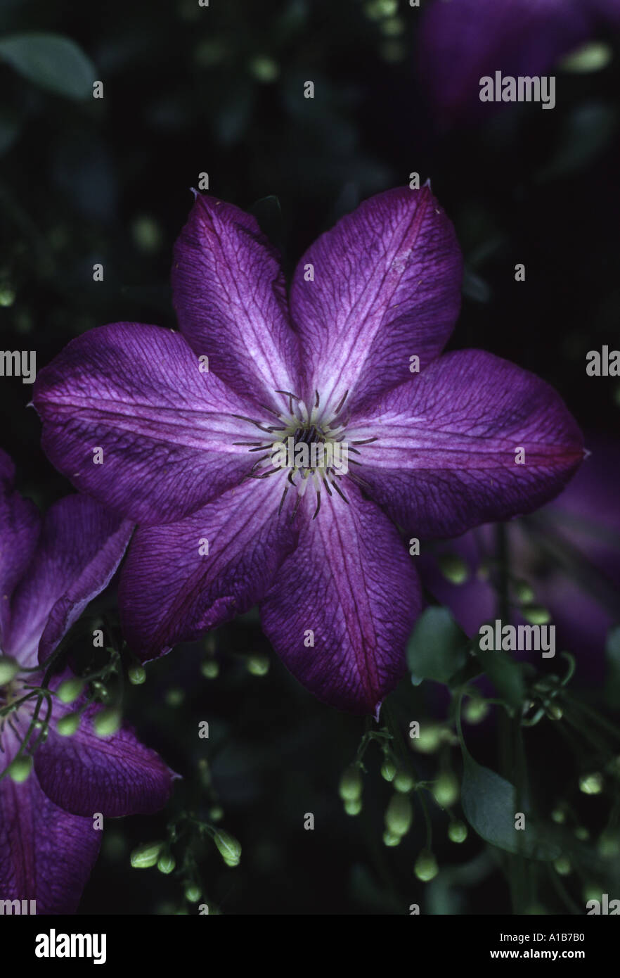 Clematis Viticella Venosa Flower Climbing Plant Stock Photo - Alamy
