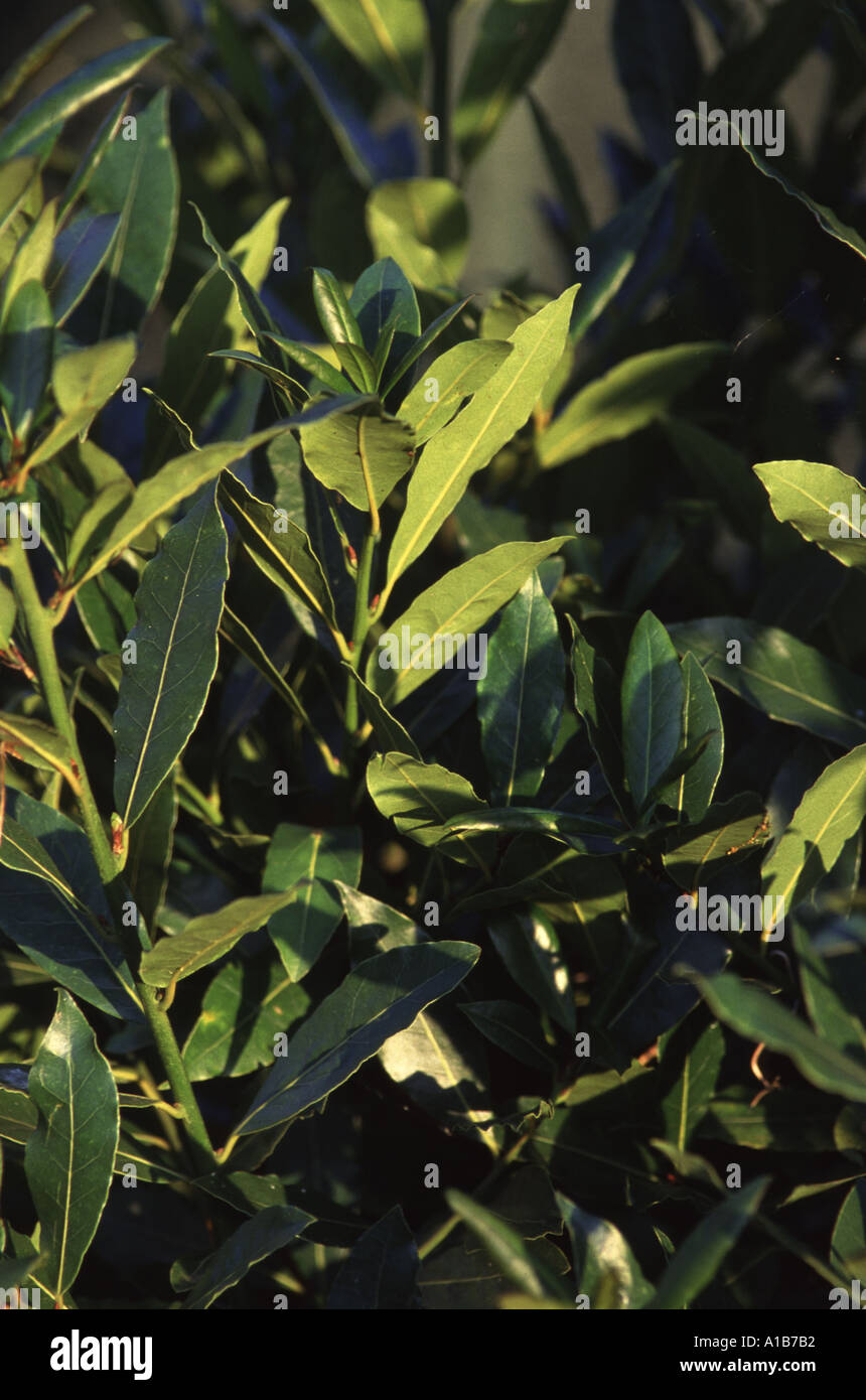 Laurus Nobilis Bay Tree Cooking herb Stock Photo - Alamy