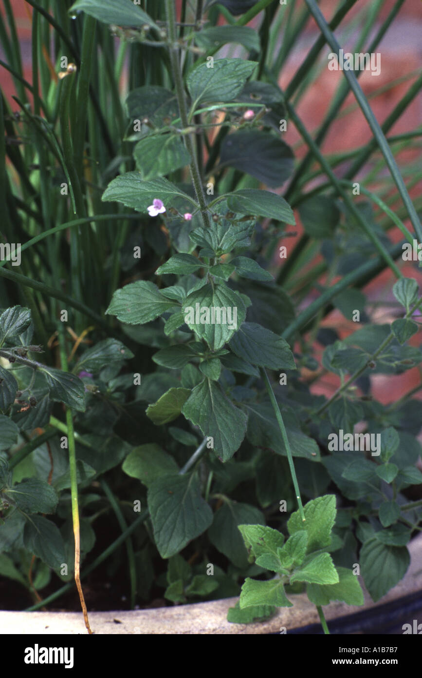 Calamintha Nepeta Catmint Lesser herb Stock Photo - Alamy