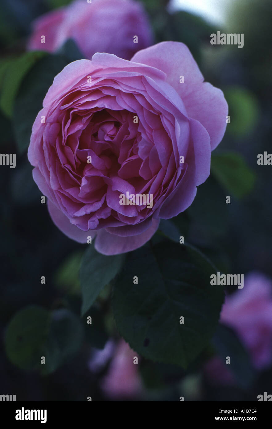 Rosa The Countryman Rose Stock Photo - Alamy