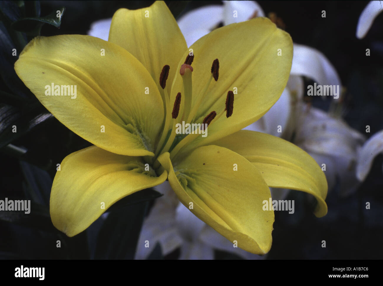 Yellow Lilly lilium Stock Photo - Alamy