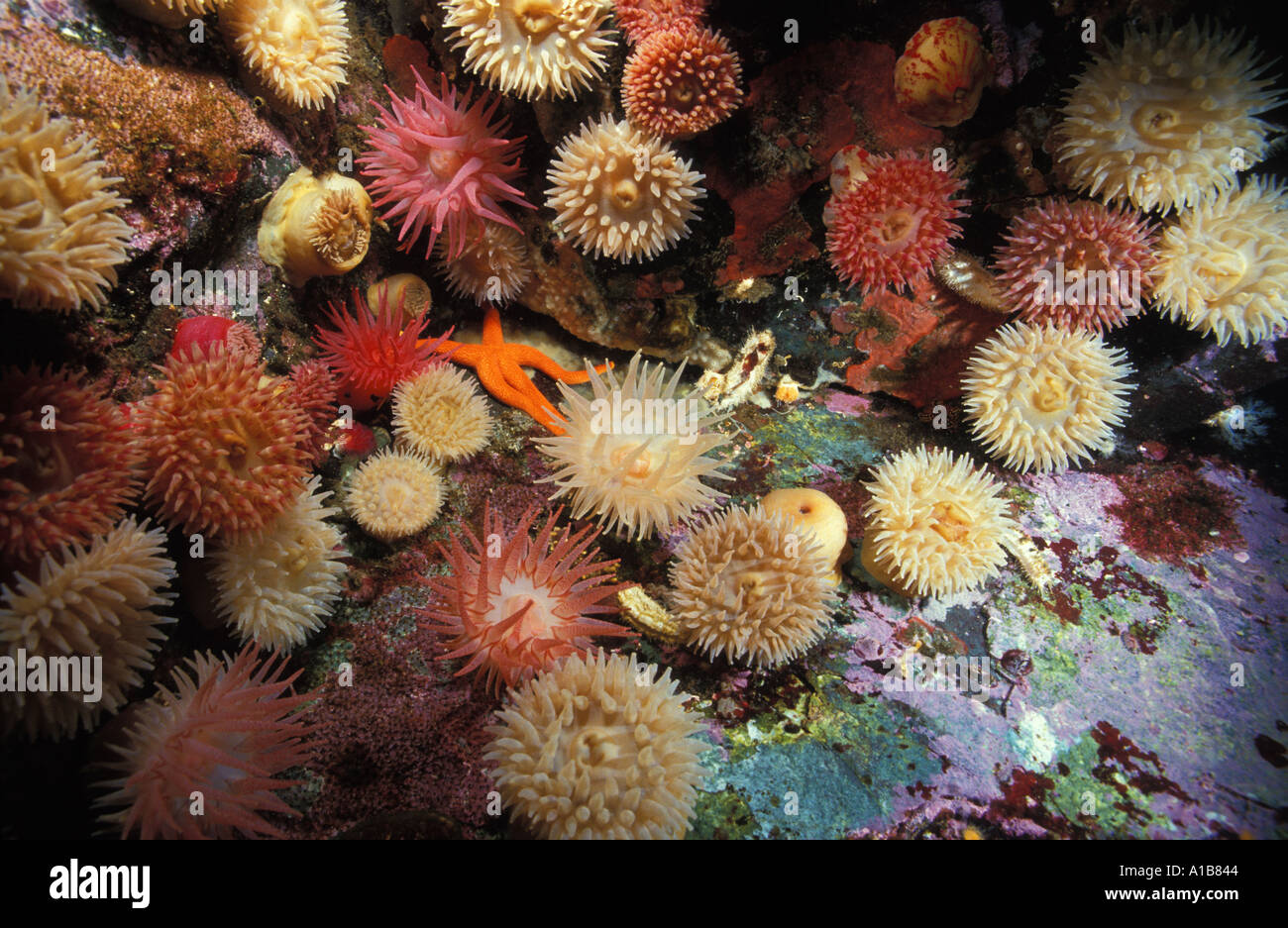 ex108. sea anemones Cribrinopsis fernaldi British Columbia Canada ...