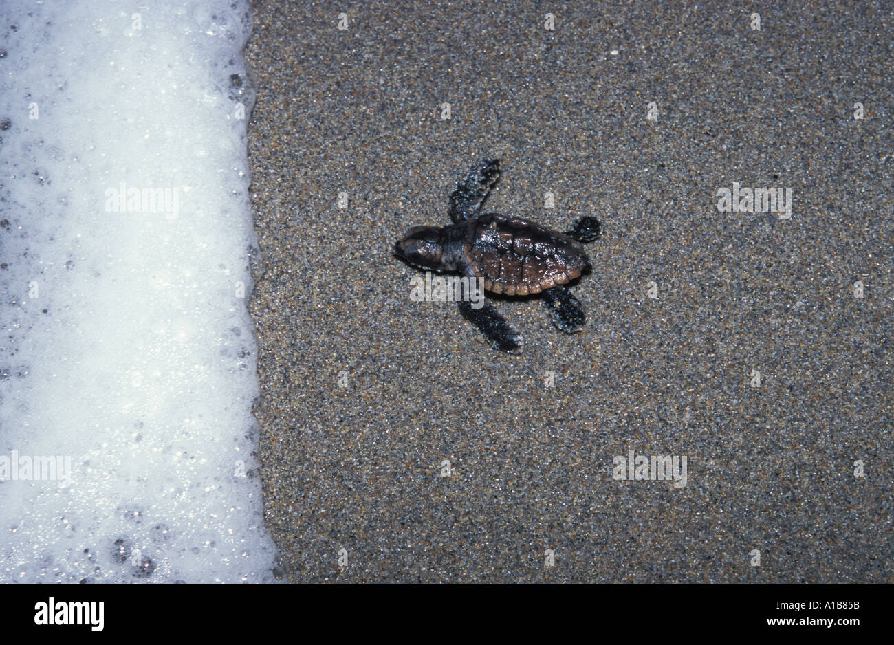 LOGGERHEAD SEA TURTLE HATCHLING ENTERING OCEAN Caretta caretta FLORIDA ...