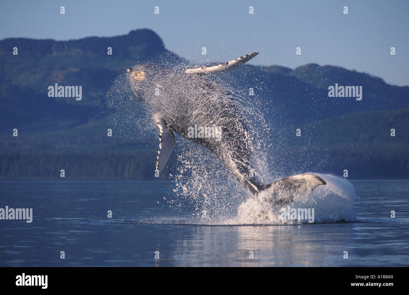 Explosive breaching hi-res stock photography and images - Alamy