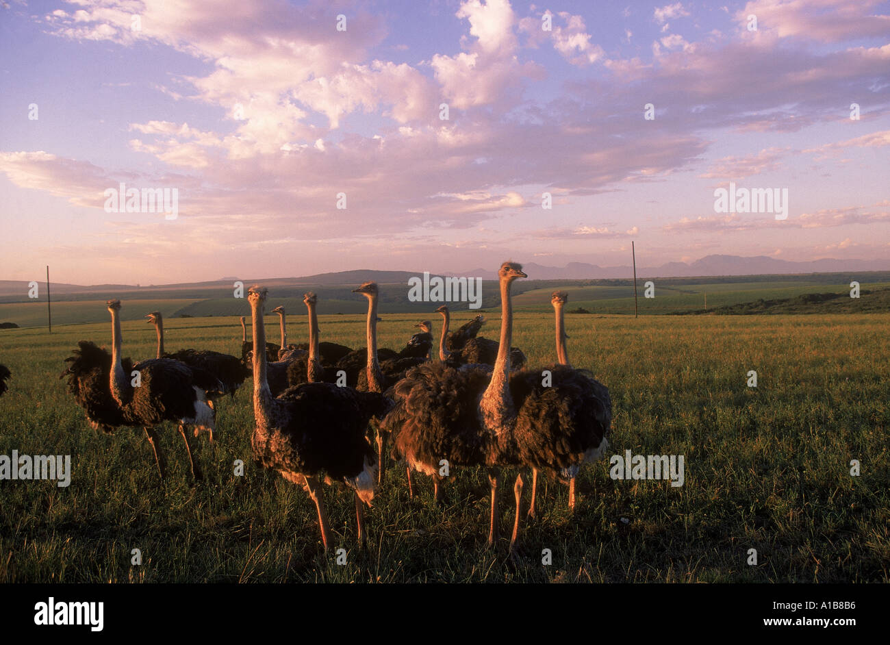Ostrich farms South Africa A Evrard Stock Photo - Alamy