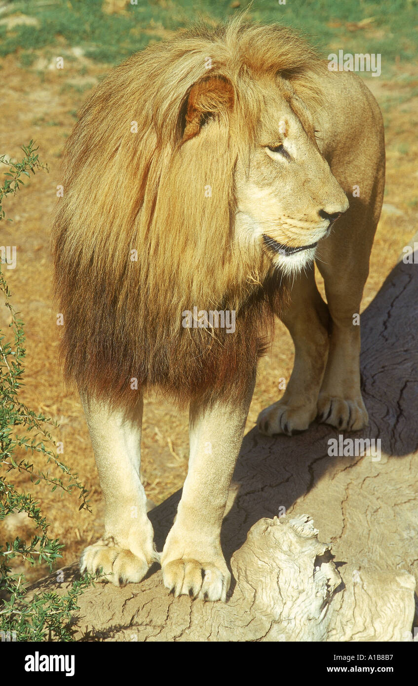 A lion at the Cango Wildlife Ranch South Africa A Evrard Stock Photo ...