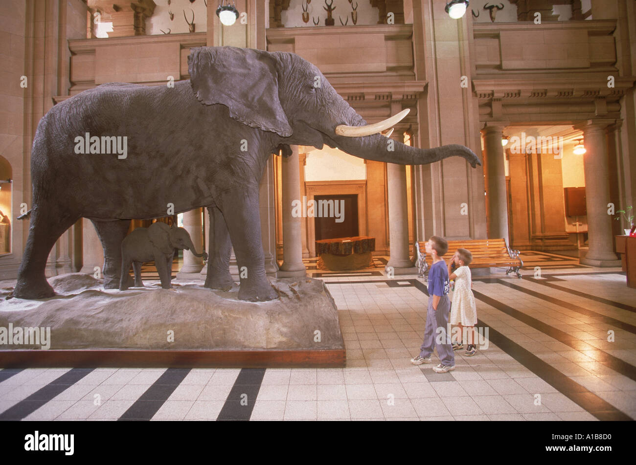 Transvaal Museum South Africa A Evrard Stock Photo - Alamy