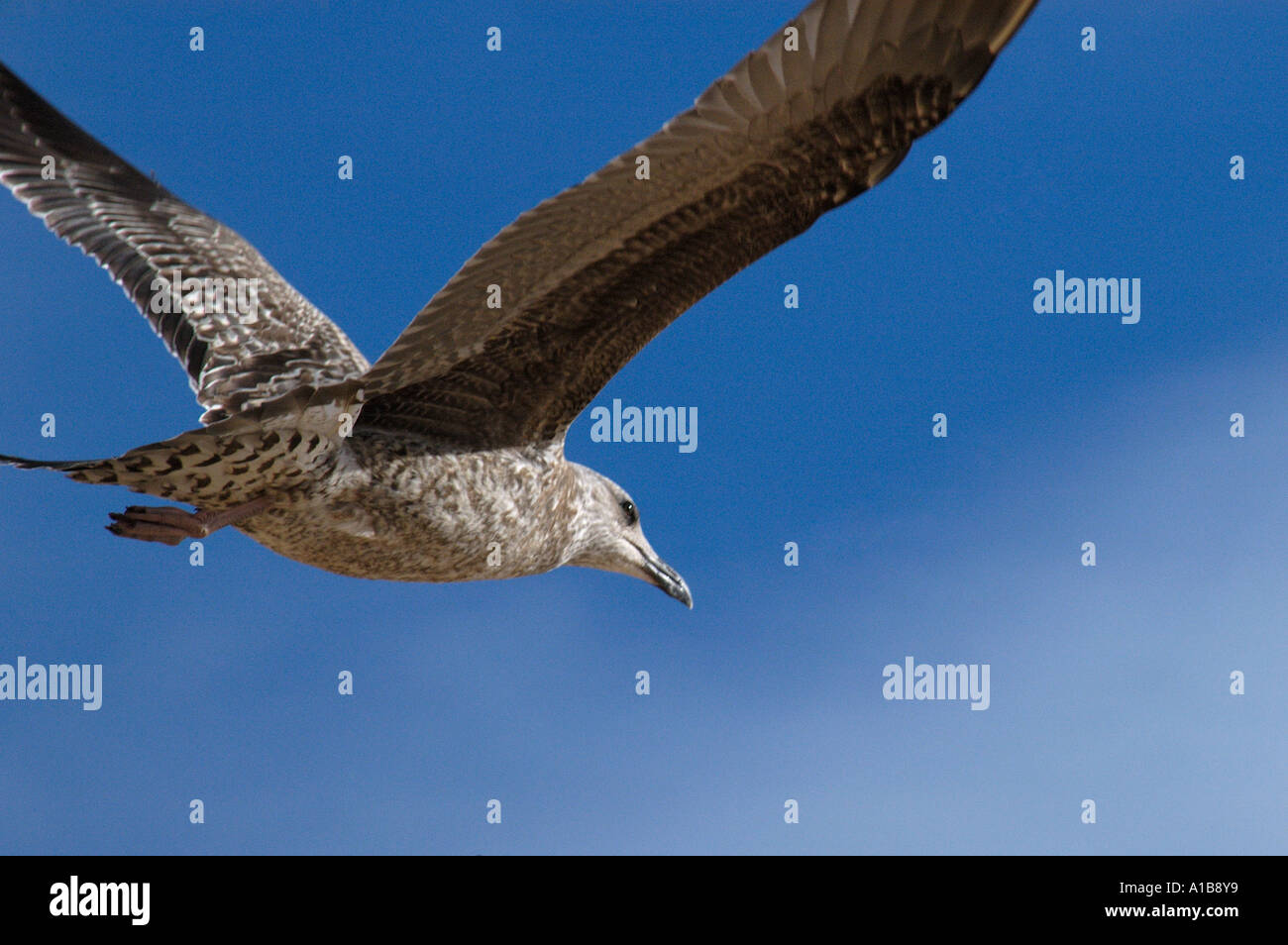 Flying with seagull hi-res stock photography and images - Alamy