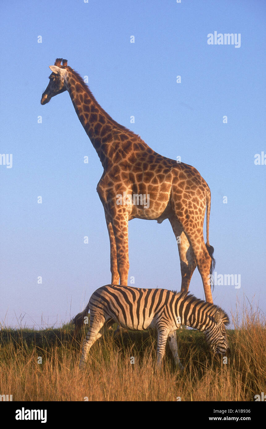 Zebra and Giraffe Kruger National Park South Africa A Evrard Stock ...