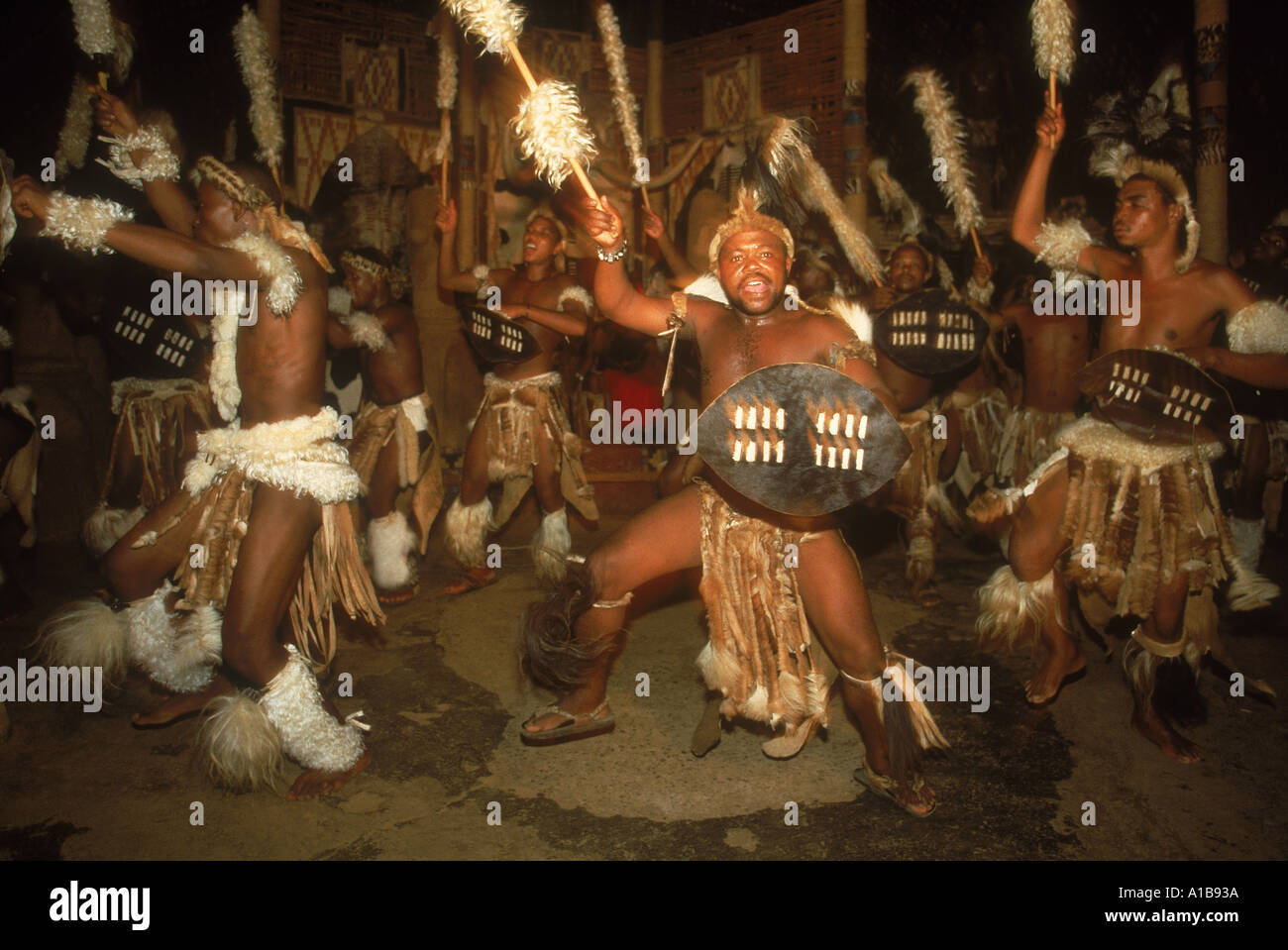 Zulu dances at a cultural show in Shakaland South Africa A Evrard Stock ...