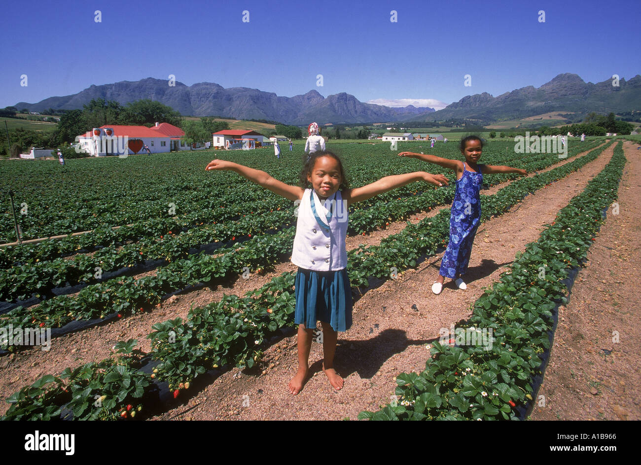 South africa strawberries hi-res stock photography and images - Alamy