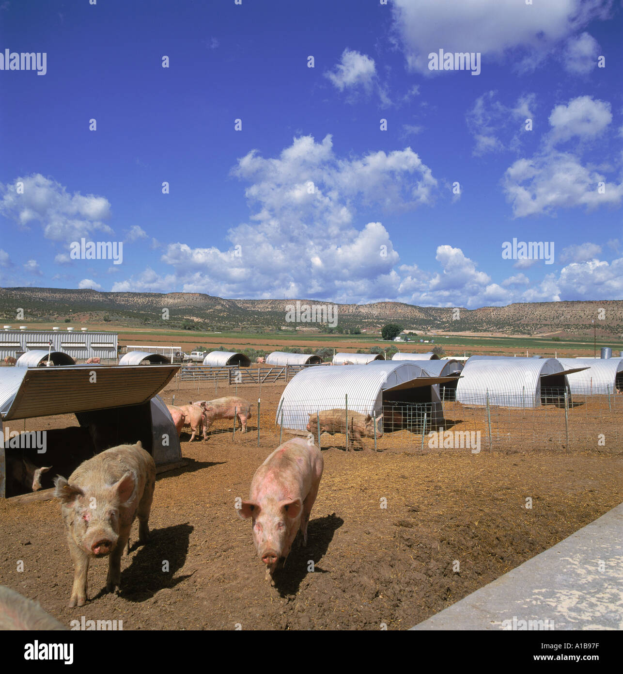 Pigs and metal styes on a pig farm in Colorado USA T Gervis Stock Photo ...