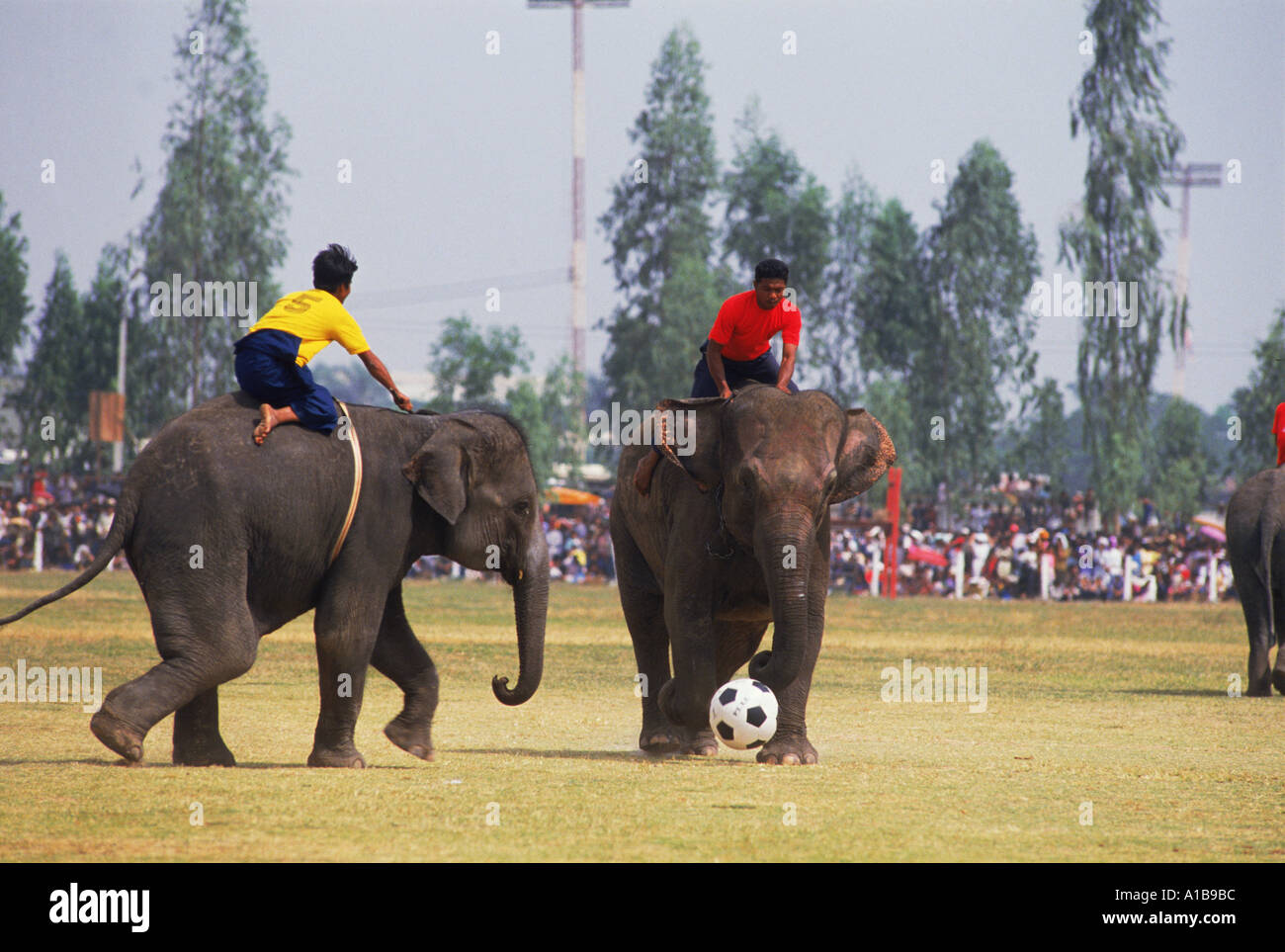 Elephants and riders playing football during the November Elephant ...