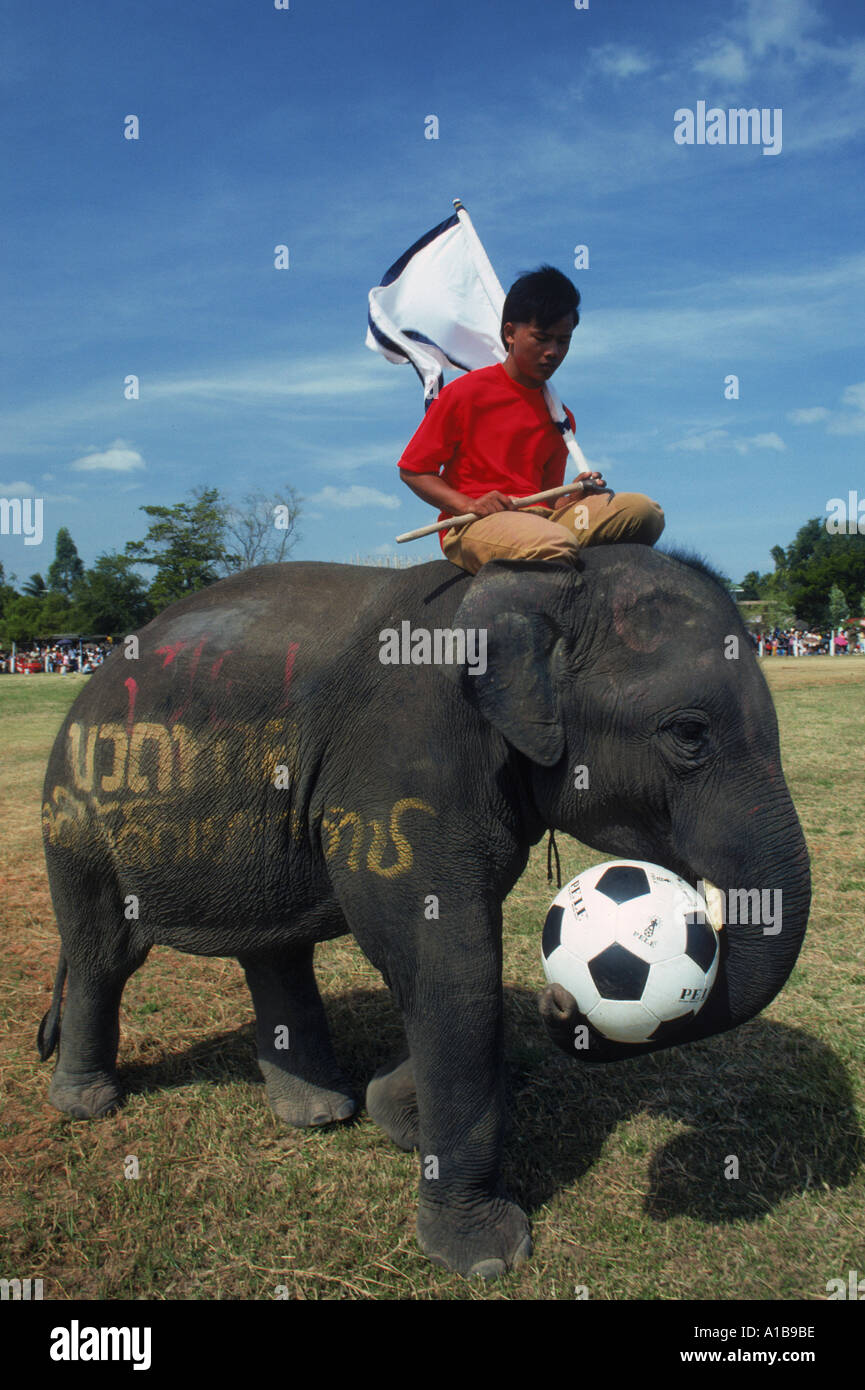 Portrait of an elephant playing soccer during the annual November ...