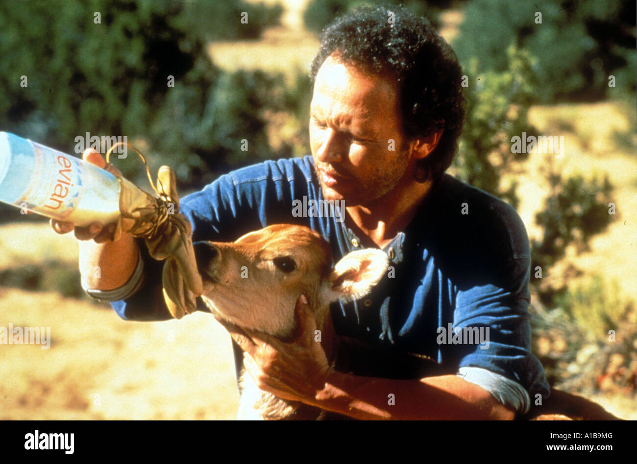 City Slickers Year 1991 Director Ron Underwood Billy Crystal Stock ...