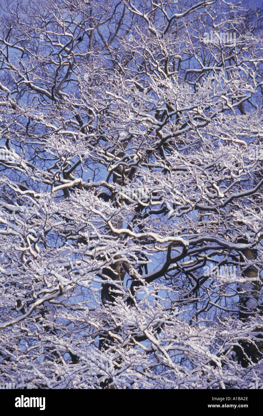 Close up of snow on branches of trees in winter J Hodson Stock Photo ...
