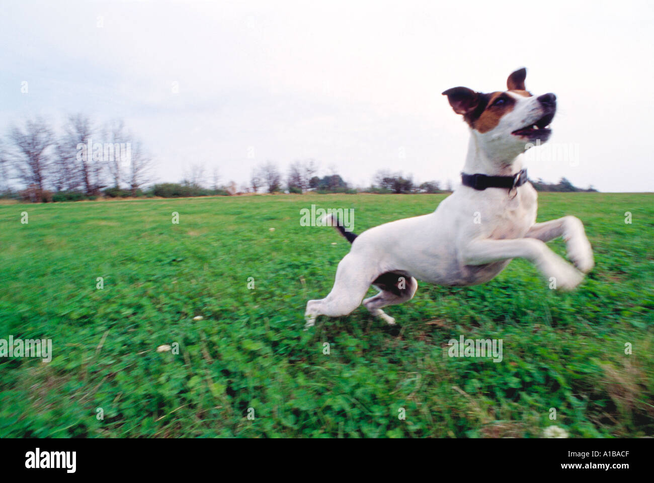 Dog tail wagging motion hi-res stock photography and images - Alamy